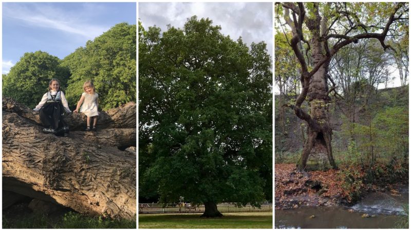 Vote now for Bristol's best tree