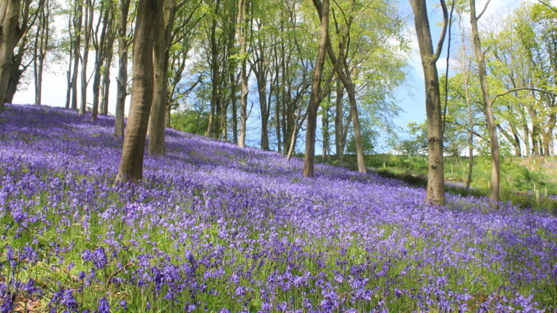 New BBC Attenborough series features nature reserves near Bristol