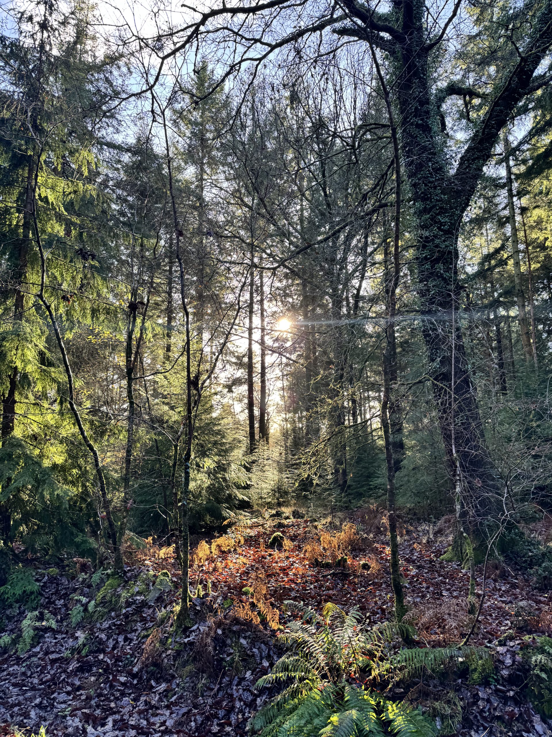 48 hours in the Forest of Dean