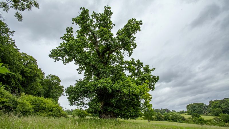 Bristol to form part of new national forest