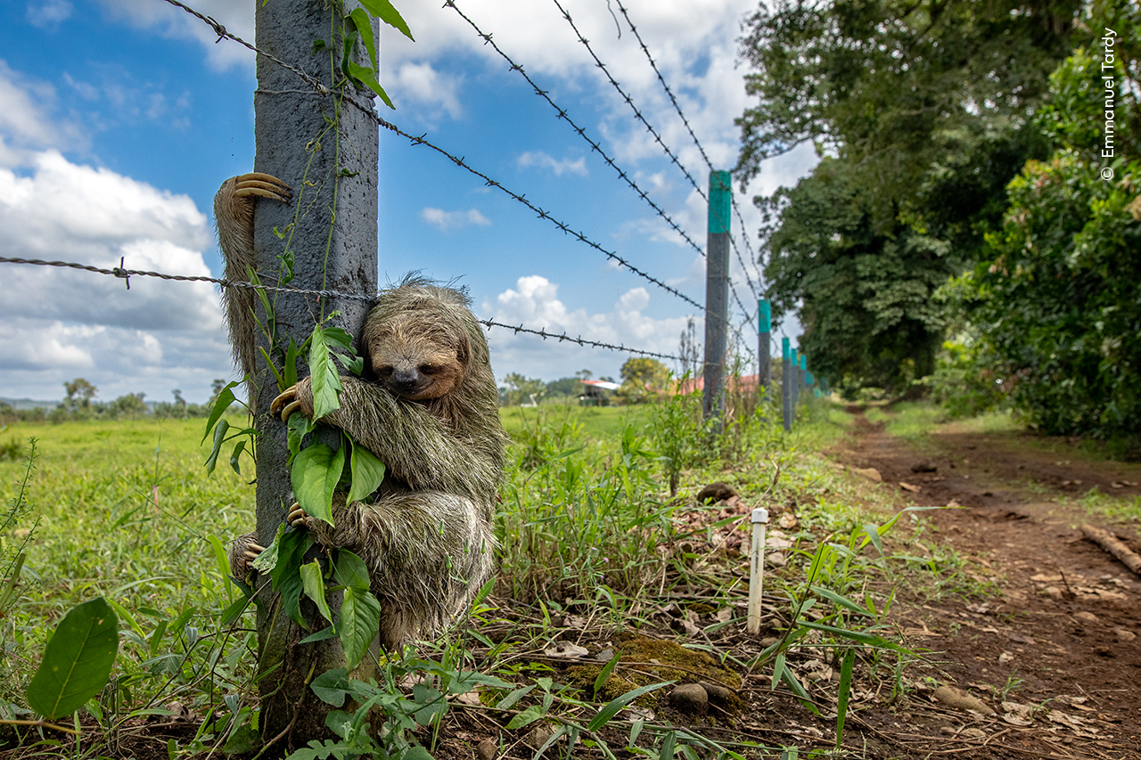 Inside The Wildlife Photographer of the Year 61
