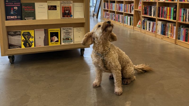 Bristol bookshop nominated for bookshop of the year
